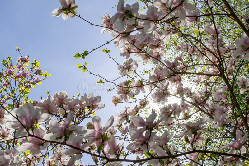 Blossomed tree in March stock photo. Image of tree, garden - 106353200