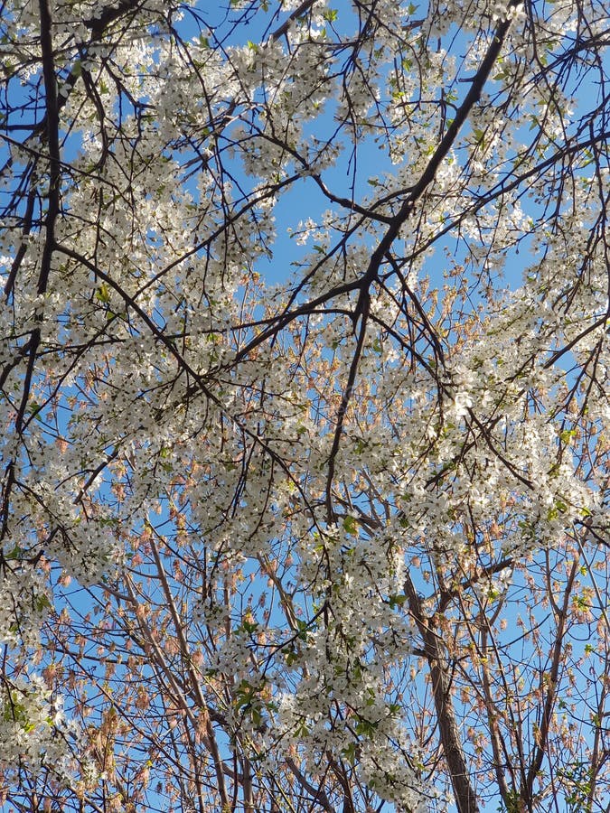 Blossomed trees stock image. Image of start, spring - 147922817