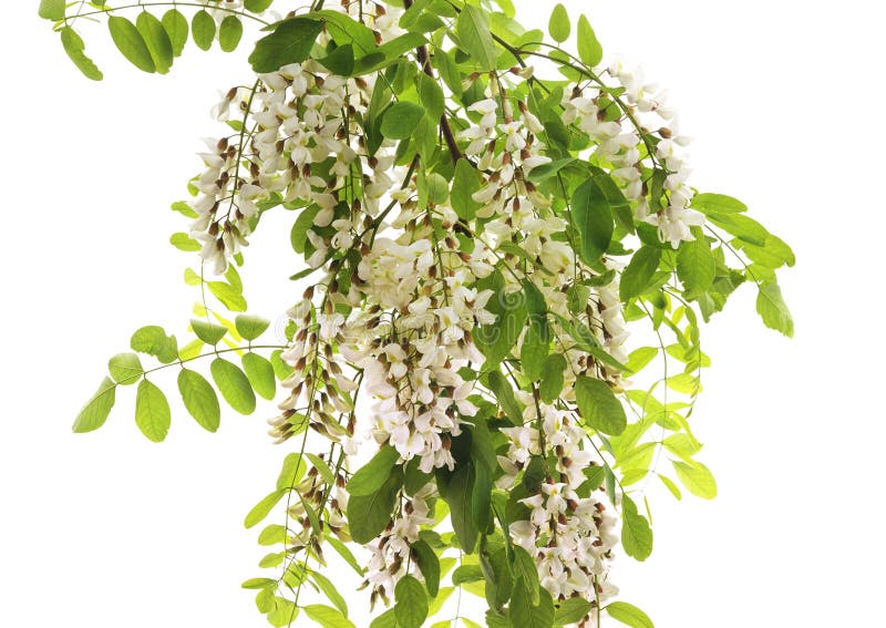 Blossoming Acacia with Leaves Stock Photo - Image of herb, healthy ...