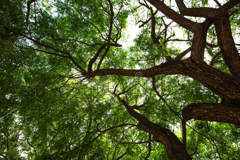 Blossoming Acacia in the Park. View from the Bottom To the Top. Stock ...