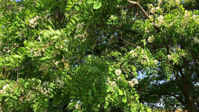 Blossoming Acacia Tree, Top View Stock Video - Video of nature, flower ...