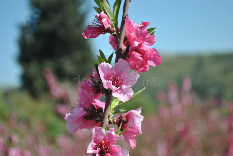 Blossoming Almond Tree in Israel Stock Image - Image of garden, blossom ...