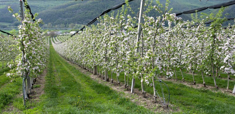 Blossoming Apple Garden in Springtime. Flowering Apple Orchard Stock ...