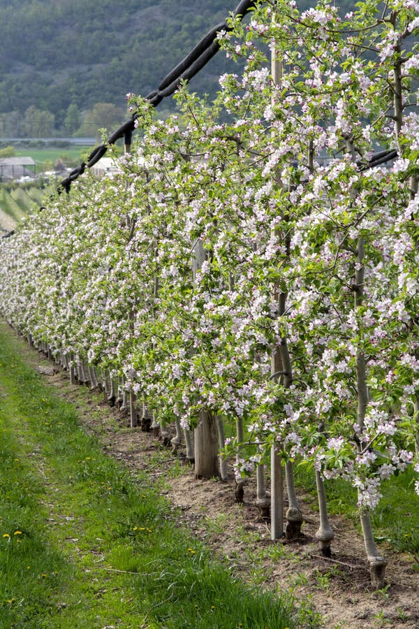 Blossoming Apple Garden in Springtime. Flowering Apple Orchard Stock ...