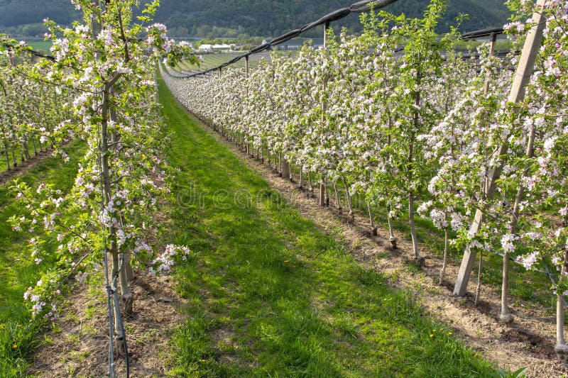 Blossoming Apple Garden in Springtime. Flowering Apple Orchard Stock ...