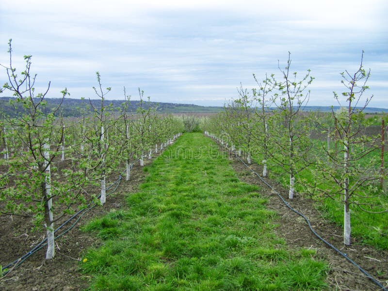 Blossoming Apple Orchard in Spring. Apple Tree. Stock Photo - Image of ...