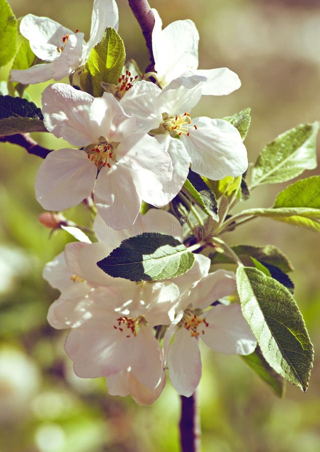 Blossoming apple. Spring stock photo. Image of design - 63603540