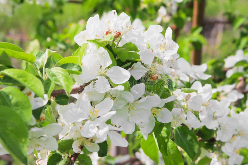 Blossoming of apple tree stock image. Image of garden - 21912991