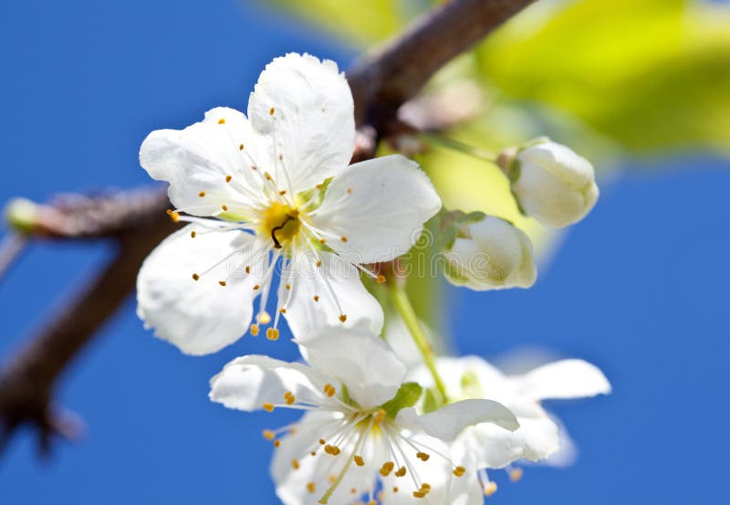 Blossoming apple tree stock image. Image of apple, sunny - 25857447