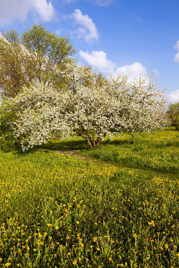 Blossoming apple-tree stock photo. Image of blossom, blossomtime - 27144066