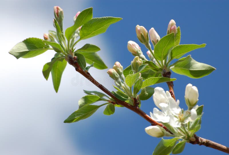 Blossoming of the Apple Trees Stock Photo - Image of bloom, spring: 1435804