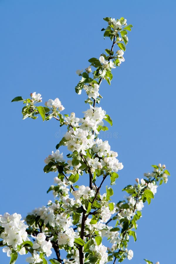 Blossoming apple-tree stock photo. Image of blooming, close - 5099898