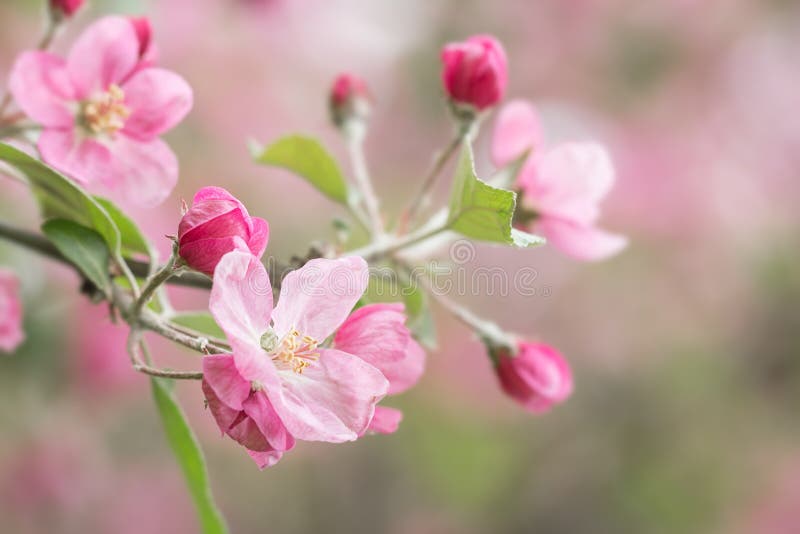 Blossoming apple tree stock image. Image of blossom, beautiful - 71717391