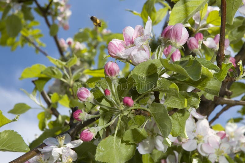 Blossoming apple tree stock photo. Image of beauty, blooming - 31133374