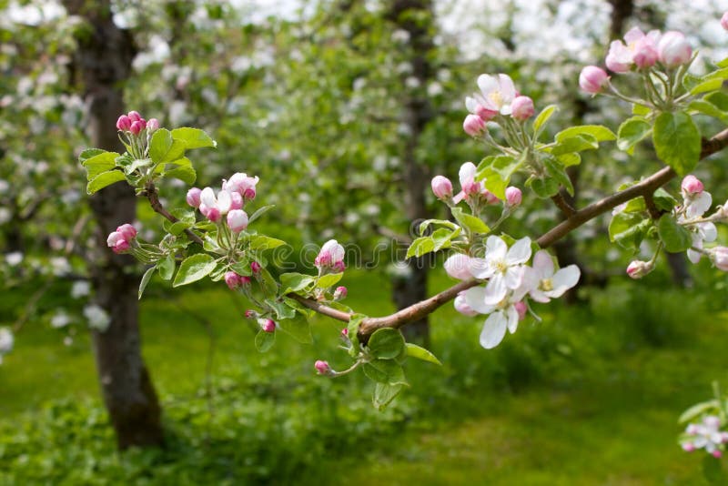 Blossoming apple-tree stock photo. Image of season, apple - 31079008