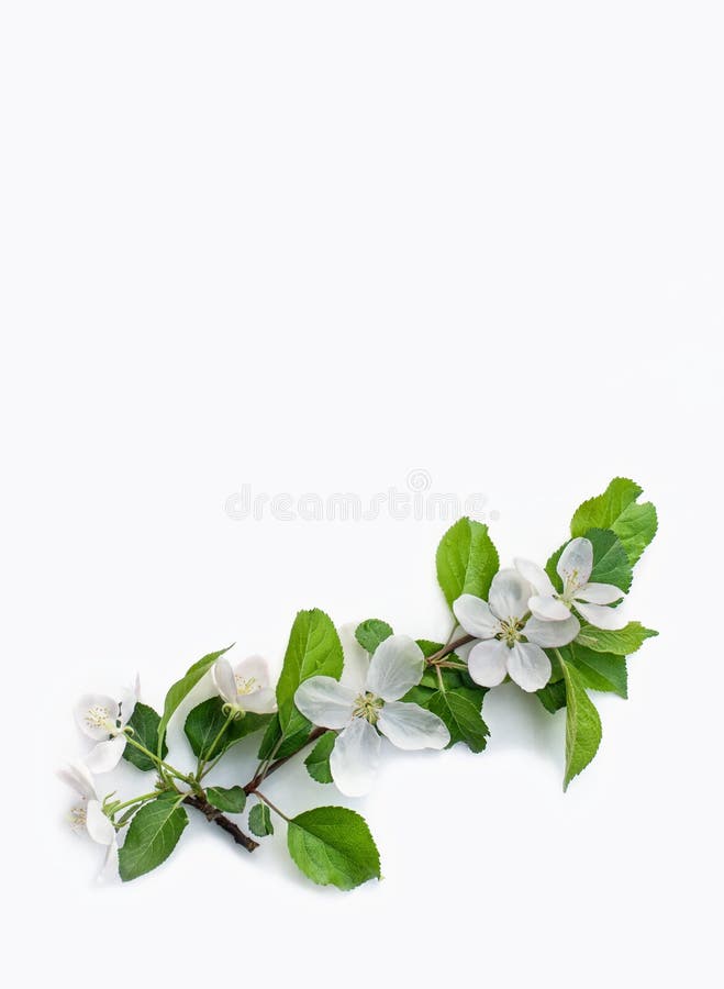 Blossoming Apple Tree Branch Isolated on White Background. Close-up ...