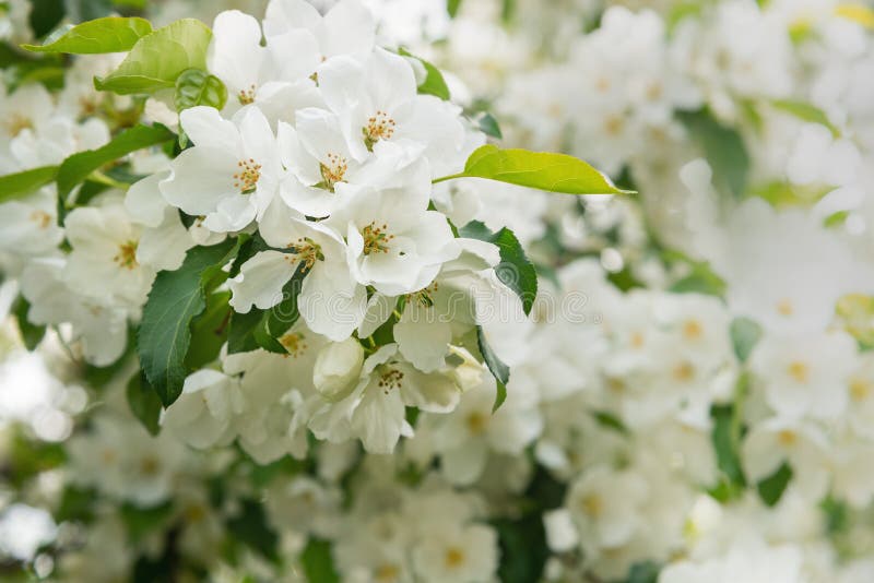 Blossoming Apple Tree Brunch with White Flowers Stock Image - Image of ...