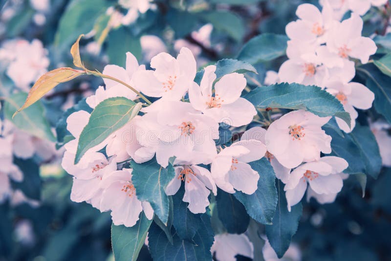 Blossoming Apple Tree Brunch with White Flowers Stock Photo - Image of ...