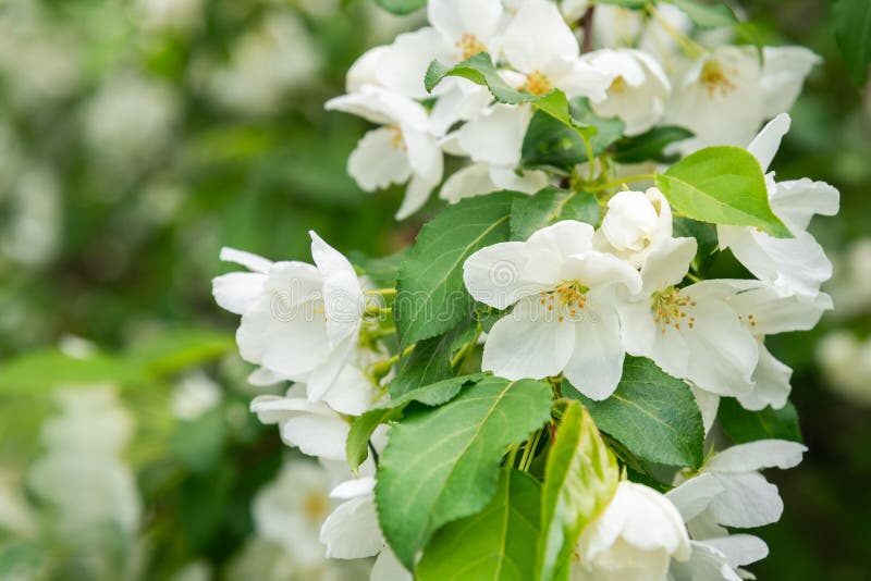 Blossoming Apple Tree Brunch with White Flowers Stock Photo - Image of ...
