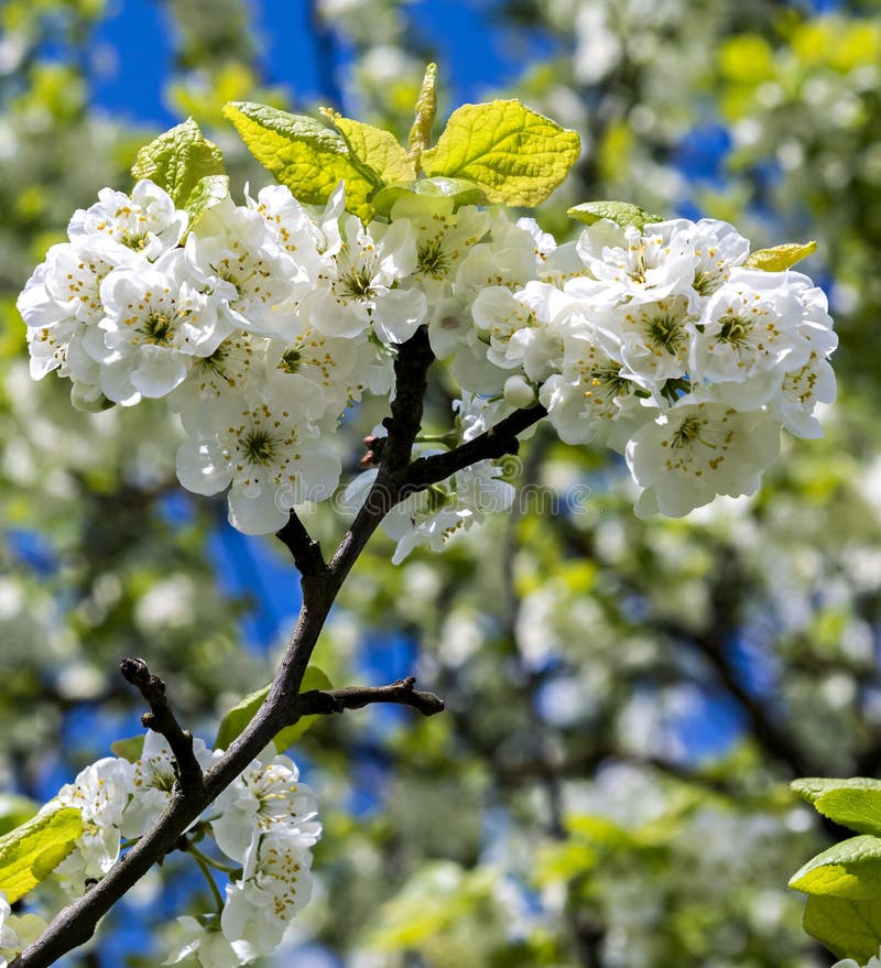Blossoming apple tree stock photo. Image of detail, countryside - 54470242