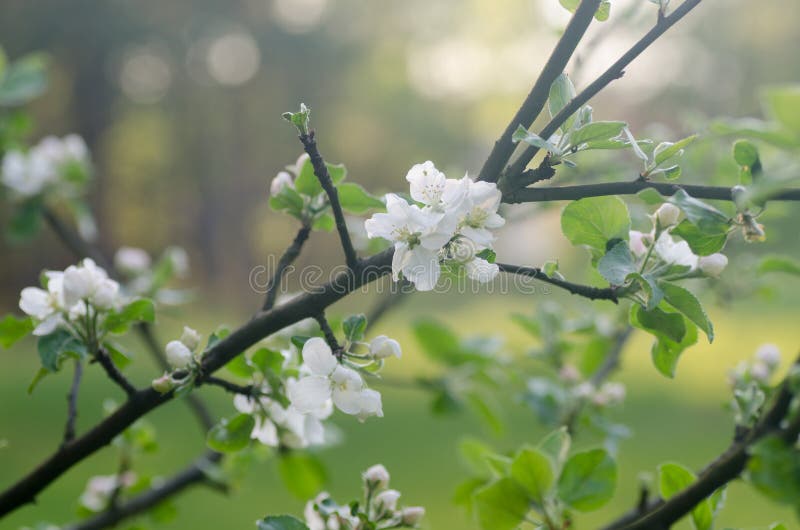 Blossoming apple tree stock image. Image of beautiful - 71331317
