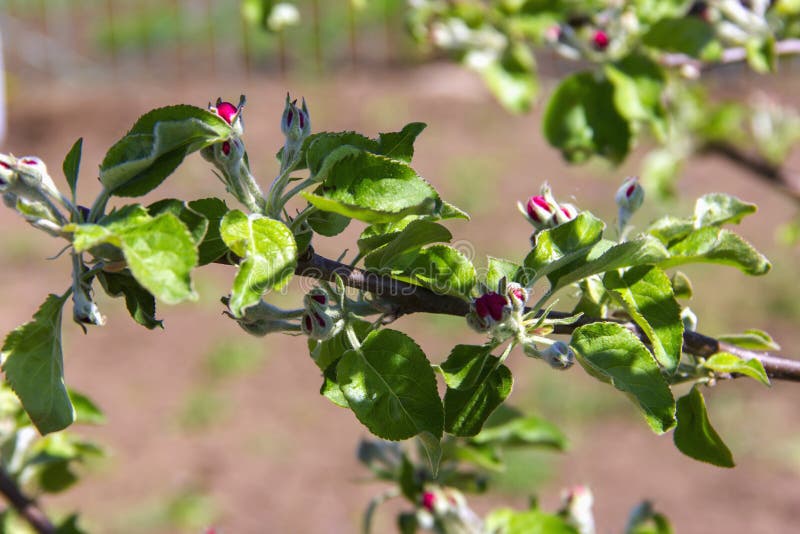 Blossoming Apple-tree, the Color of the Apple Tree in the Early Stock ...