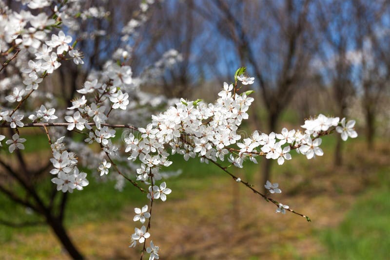 Blossoming Apple Tree. Court Stock Image - Image of beautiful, flower ...