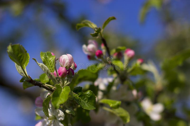 Blossoming apple stock image. Image of parks, macro, apple - 53397493