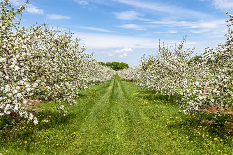 Blossoming Apple Tree Orchard in May Full of White Blossoming Flowers ...