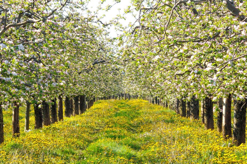 Blossoming Apple Tree in Orchard,spring Theme Stock Image - Image of ...