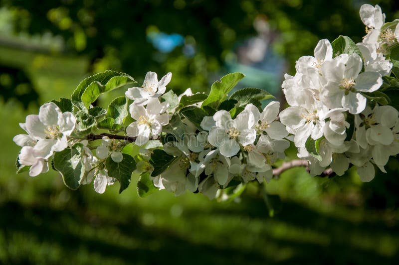 The blossoming apple-tree stock photo. Image of petal - 71518260