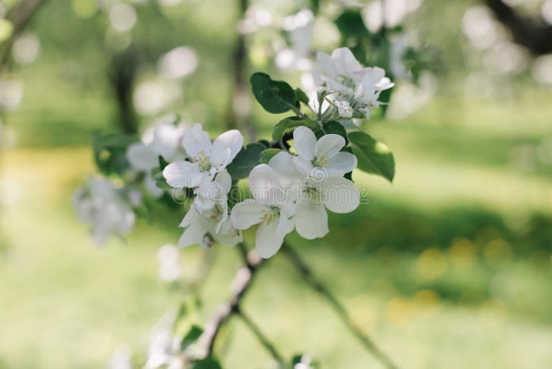 Blossoming of Apple Tree in Spring with Green Leaves, Macro, Frame ...