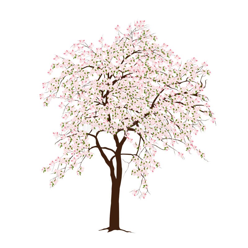 The Blossoming Apple-tree in the Spring Stock Vector - Illustration of ...