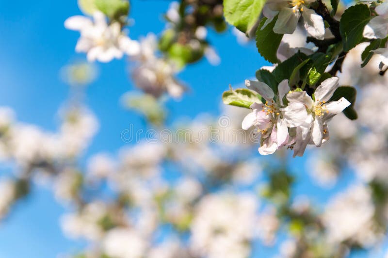 Blossoming Apple Tree at Springtime Stock Image - Image of nature ...