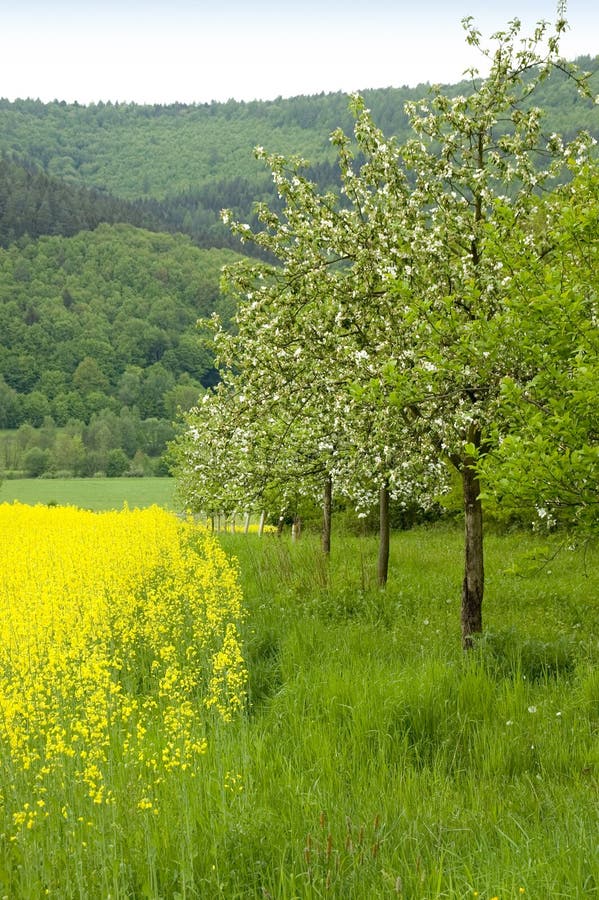 Blossoming of the Apple Trees Stock Photo - Image of bloom, spring: 1435804
