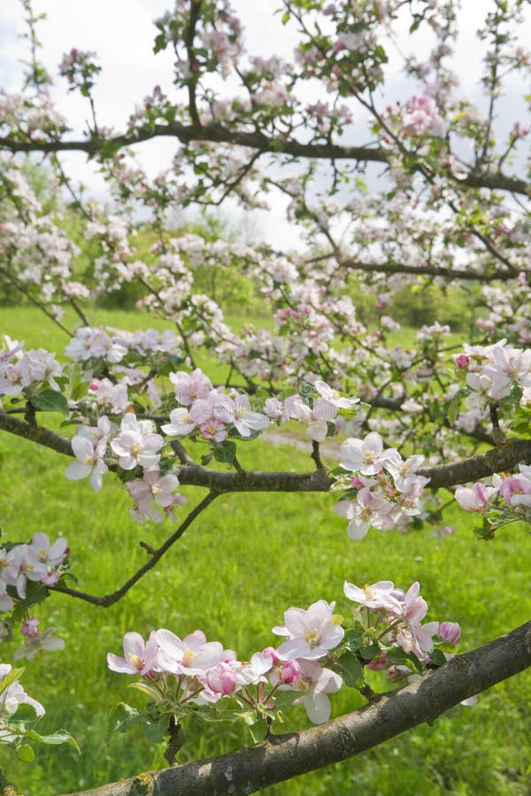 Blossoming of the Apple Trees Stock Photo - Image of bloom, spring: 1435804