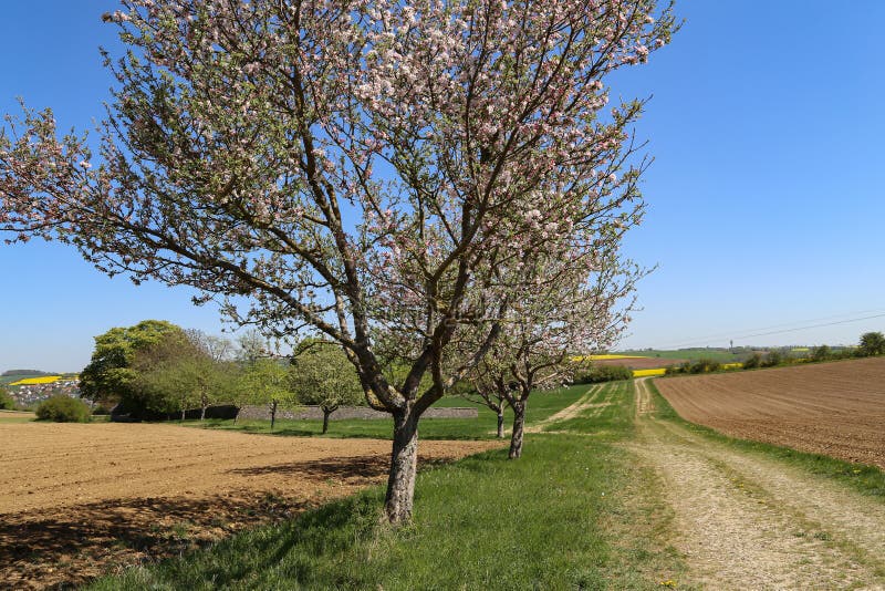 Blossoming Apple Trees Along the Road in Spring Stock Photo - Image of ...