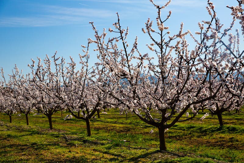 Blossoming of Apricots Trees on a Meadows of Europe Stock Image - Image ...