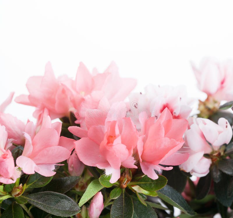 Blossoming azalea stock image. Image of salmon, green - 40313489