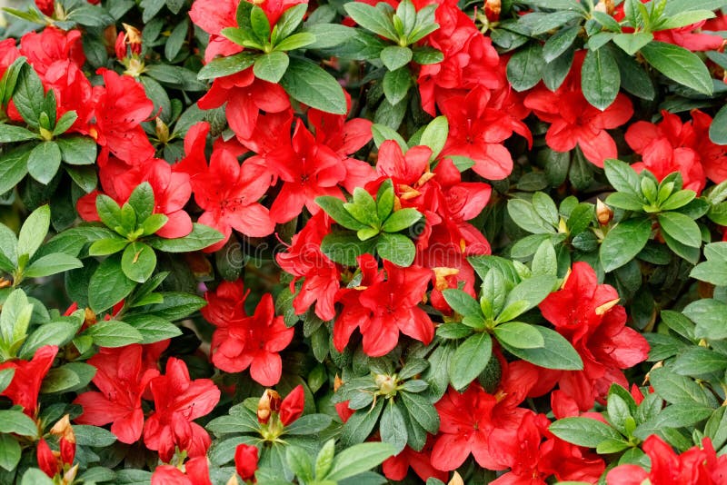 Blossoming Background of Red Azalea Flowers. Spring Mood Stock Image ...