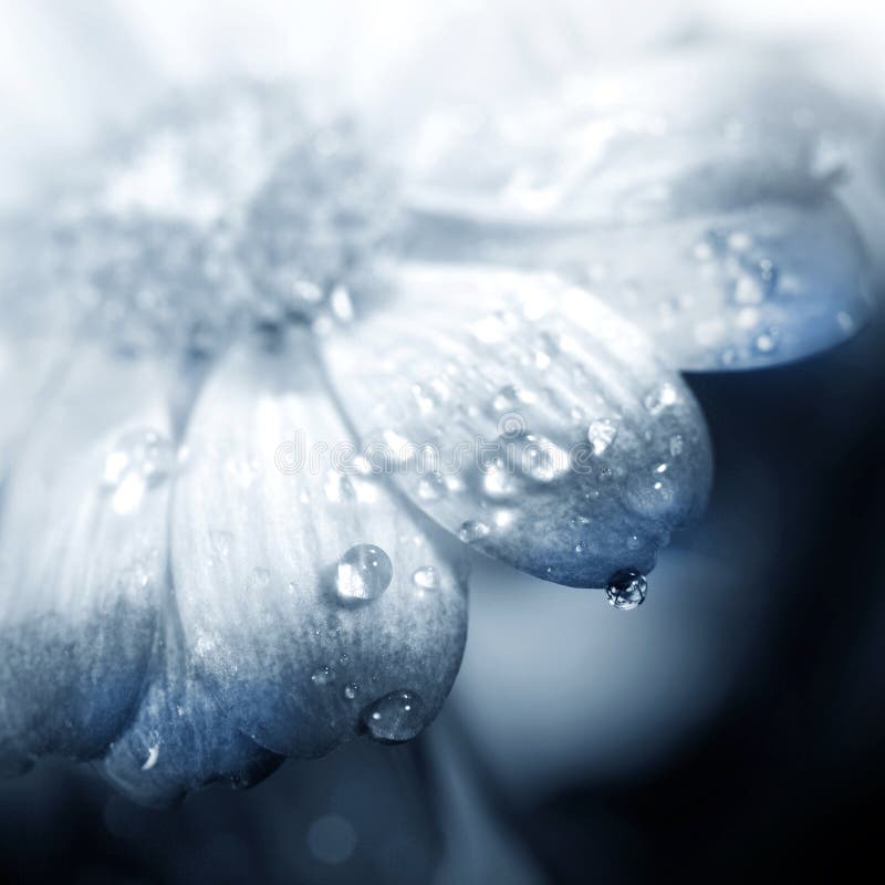 Blossoming Beautiful Fragile Flowers and Gorgeous Flower Buds on a ...