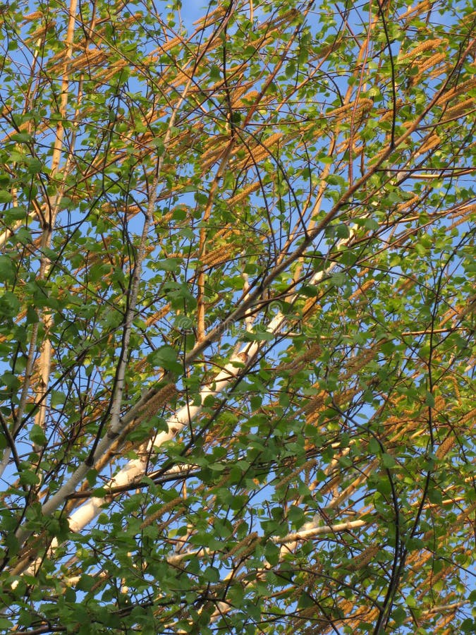 Blossoming birch stock image. Image of birch, coma, shot - 86673989