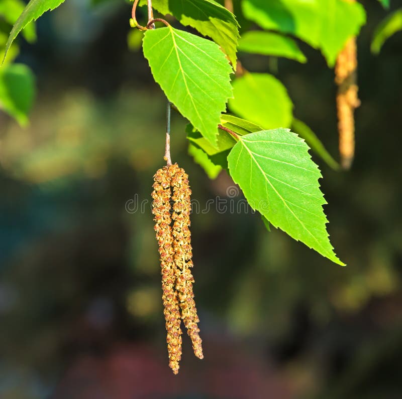 Blossoming birch stock photo. Image of close, lush, leafs - 61208200