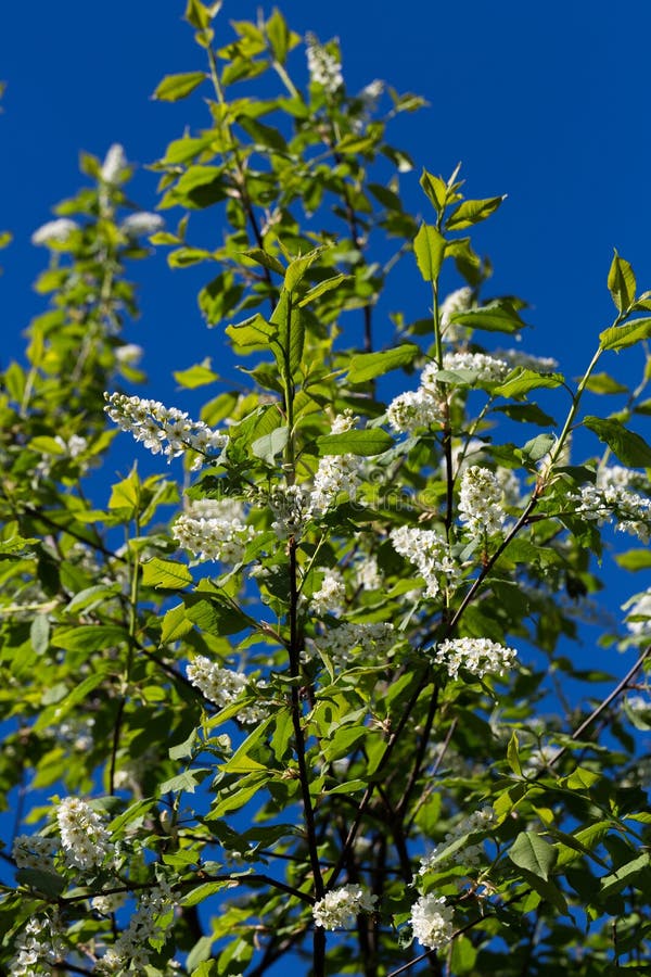 BLossoming Bird Cherry Tree Prunus Padus Stock Photo - Image of bush ...
