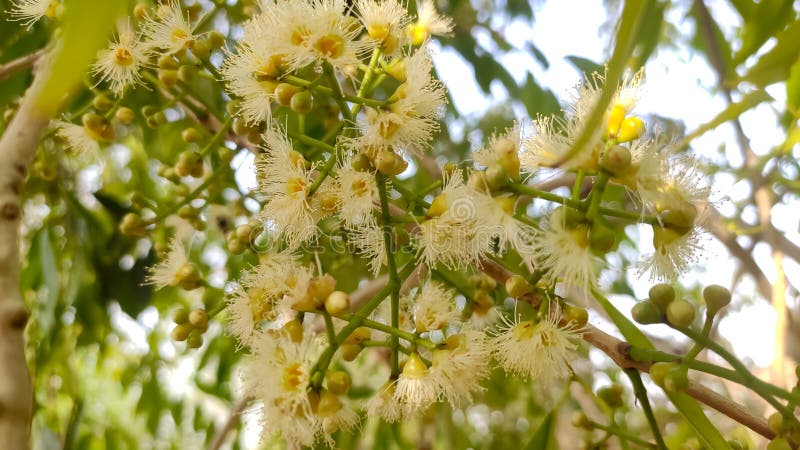 Blossoming Blackberry Jamun Tree Flowers, Close Up View Stock Photo ...