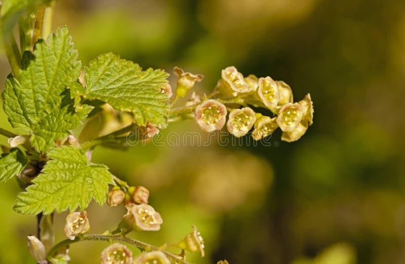 Blackcurrant Flowers in Bloom Stock Photo - Image of herbal, petal ...