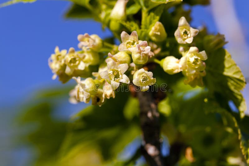 Blackcurrant Flowers in Bloom Stock Photo - Image of herbal, petal ...