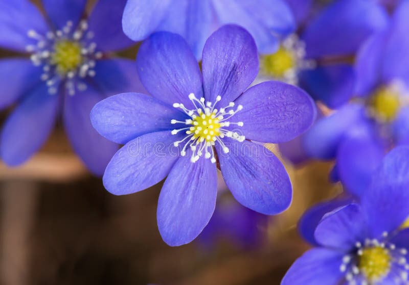 Blue Hepatica Nobilis Flowers in Spring Nature with Evergreen ...