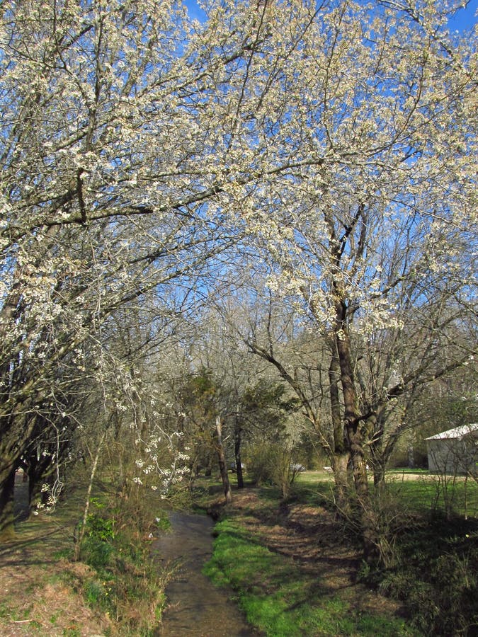 Bradford Pear Trees in Spring7 Stock Image - Image of flowers ...