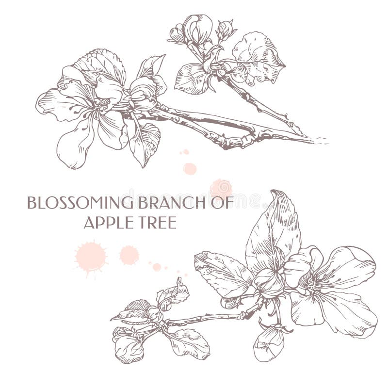 Blossoming Branch of Apple Tree. Ink Graphics. Stock Vector ...